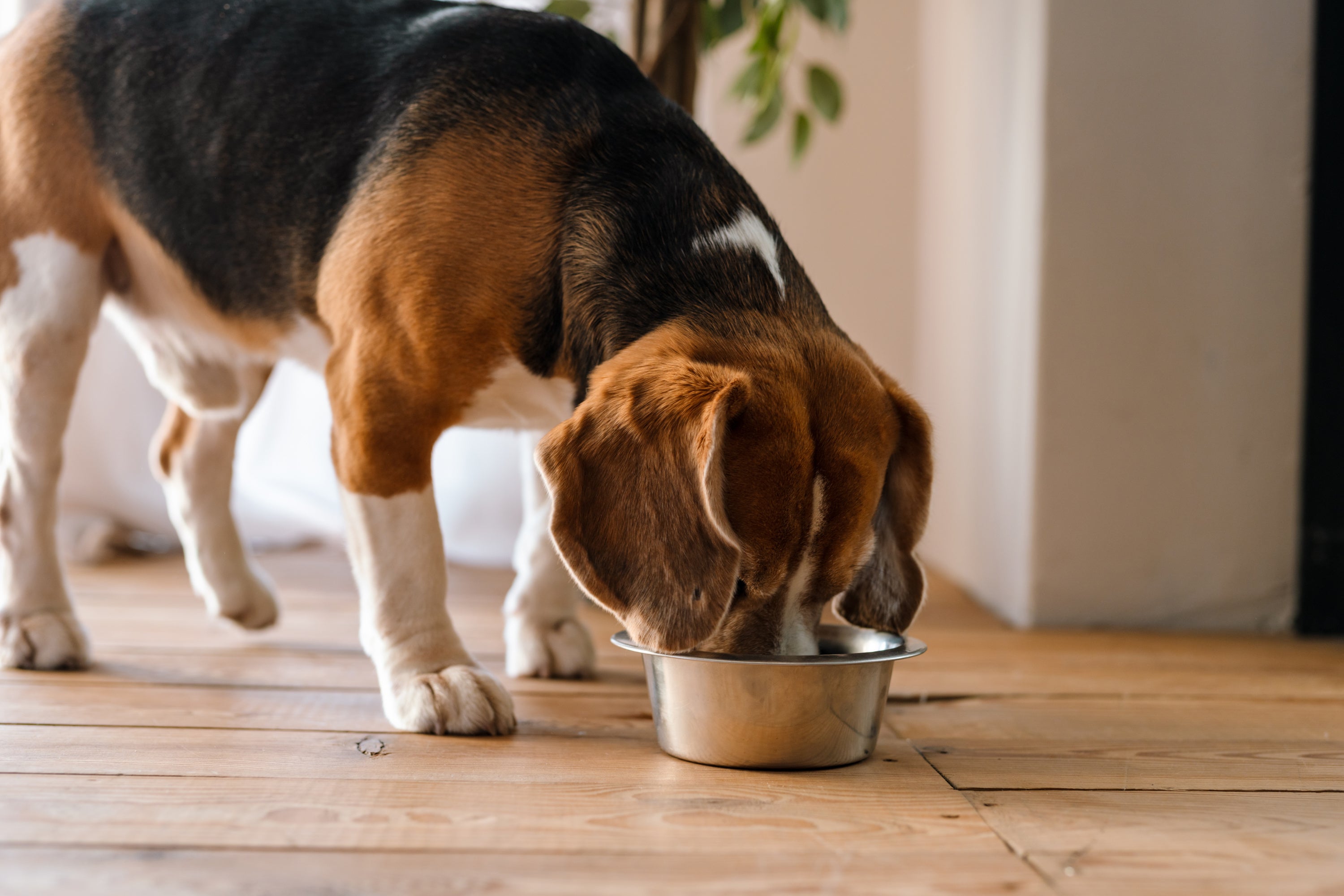 A Dog Feeding Chart: What Is It and Why Should I Use One - Nextrition Pet