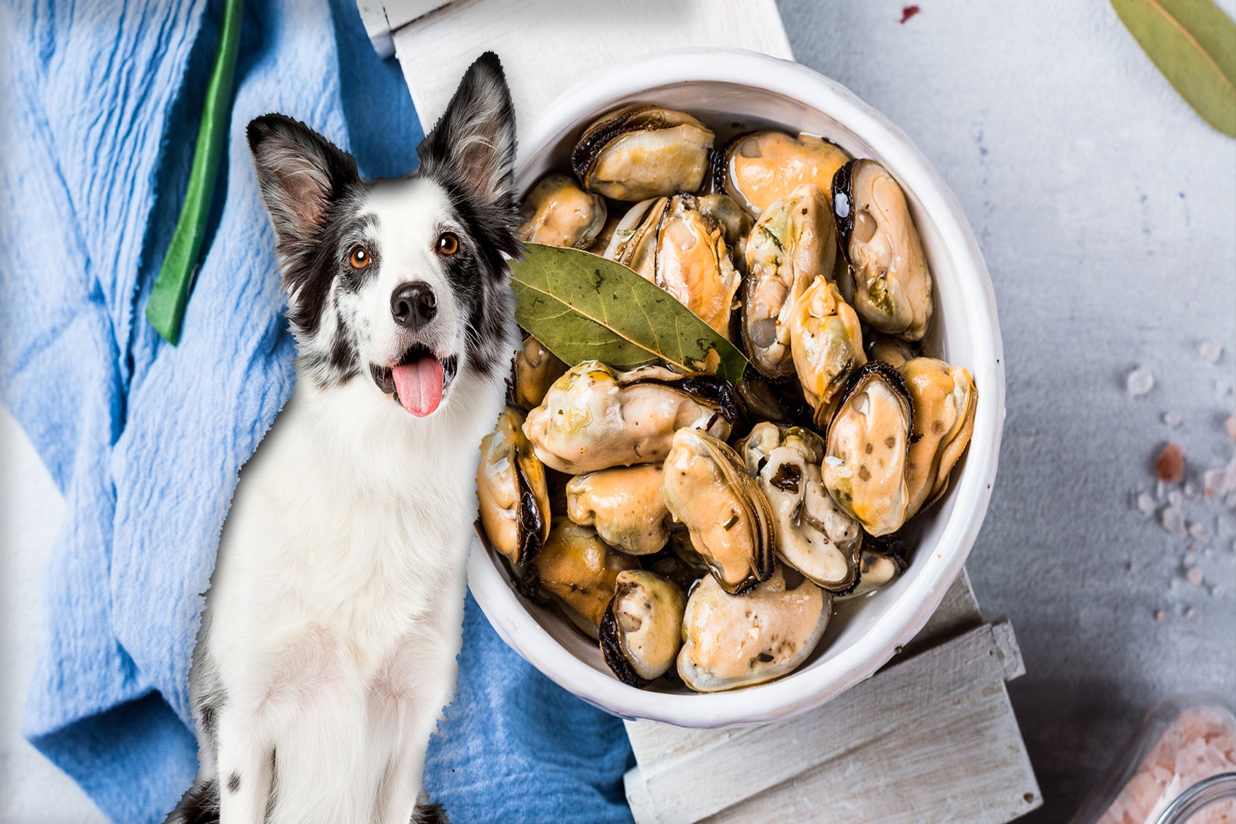 Can Dogs Eat Mussels? - Nextrition Pet