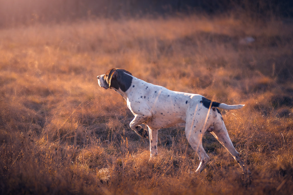 Feeding Working Dogs During Hunting Season | Nextrition Pet