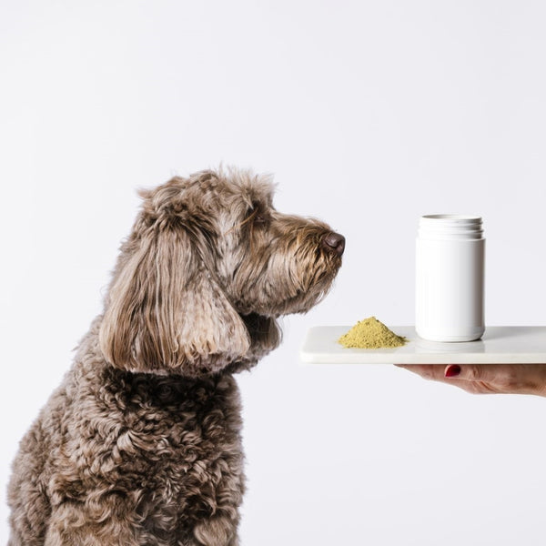 Prebiotics for Dogs: Everything You Need To Know - Nextrition Pet