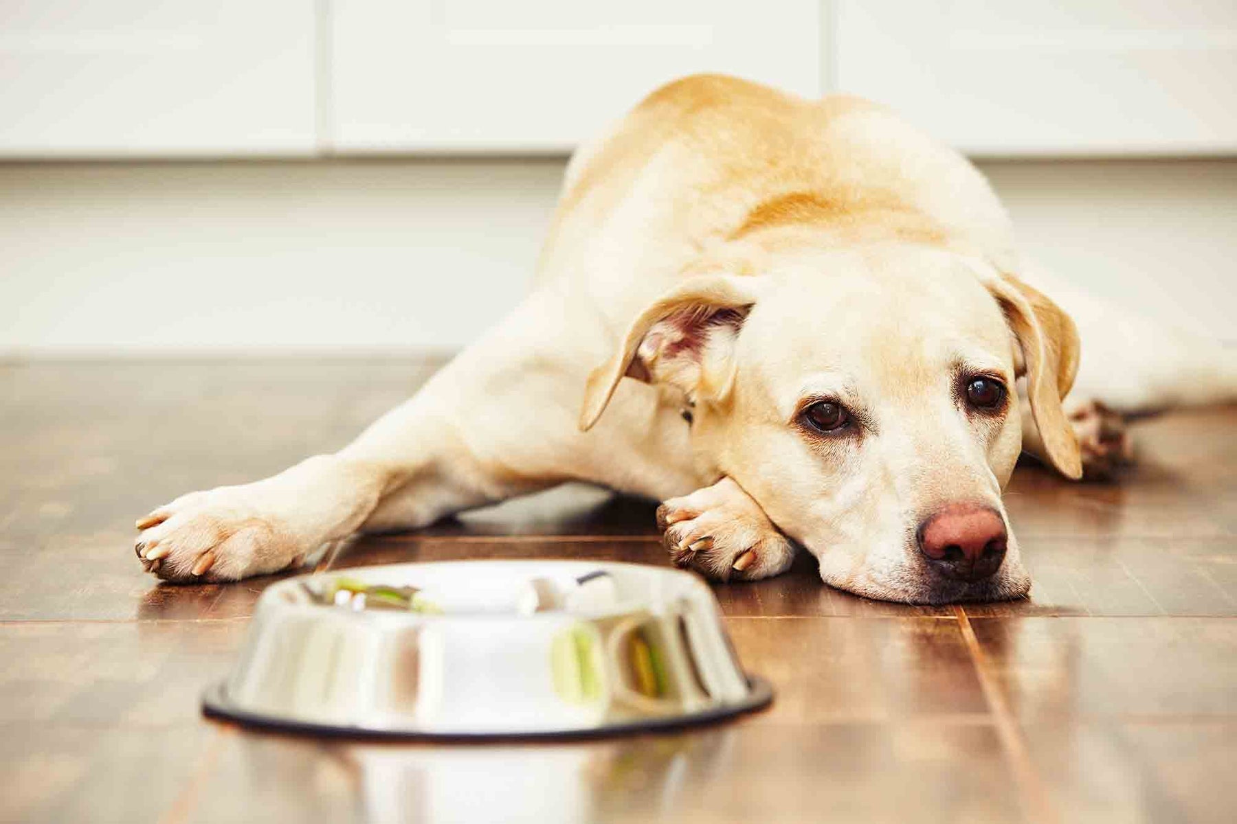 15+ Most Common Dog Digestive Issues Every Pet Owner Should Know ...