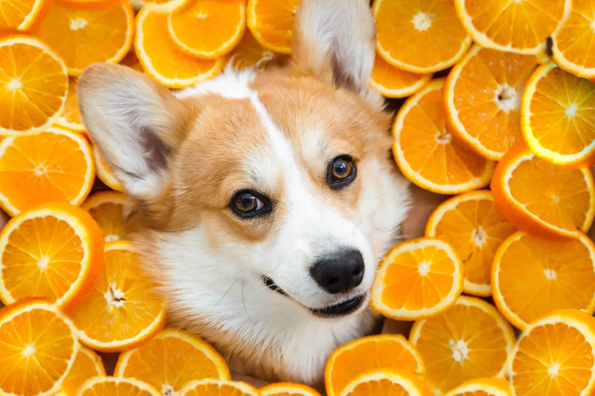 Can Dogs Eat Oranges? - Nextrition Pet