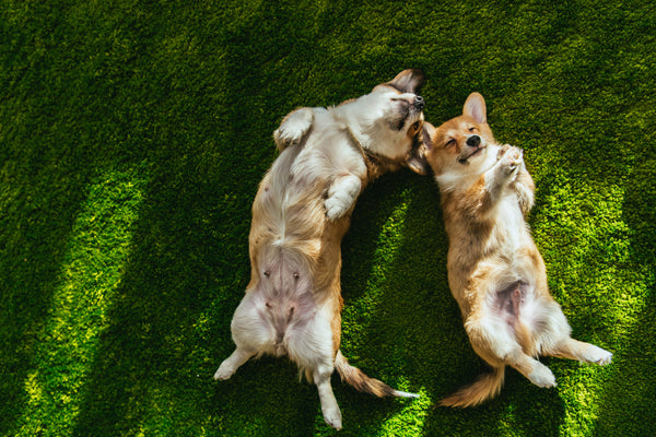 What Is Species-Appropriate Nutrition and Does It Apply to Dogs ...
