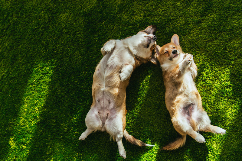 What Is Species-Appropriate Nutrition and Does It Apply to Dogs ...