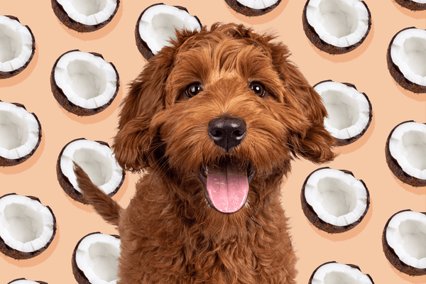 Can Dogs Eat Coconut? - Nextrition Pet