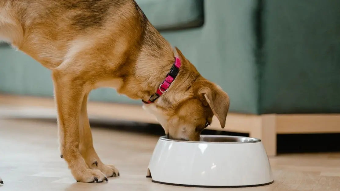 Cold Pressed vs Wet Dog Food for Better Gut Health - Nextrition Pet