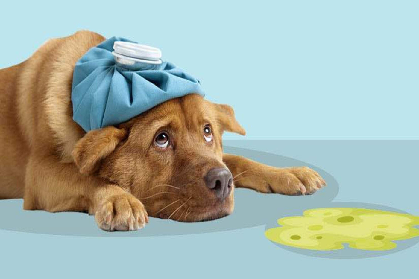 Why is My Dog Vomiting? Read This Before Calling the Vet - Nextrition Pet