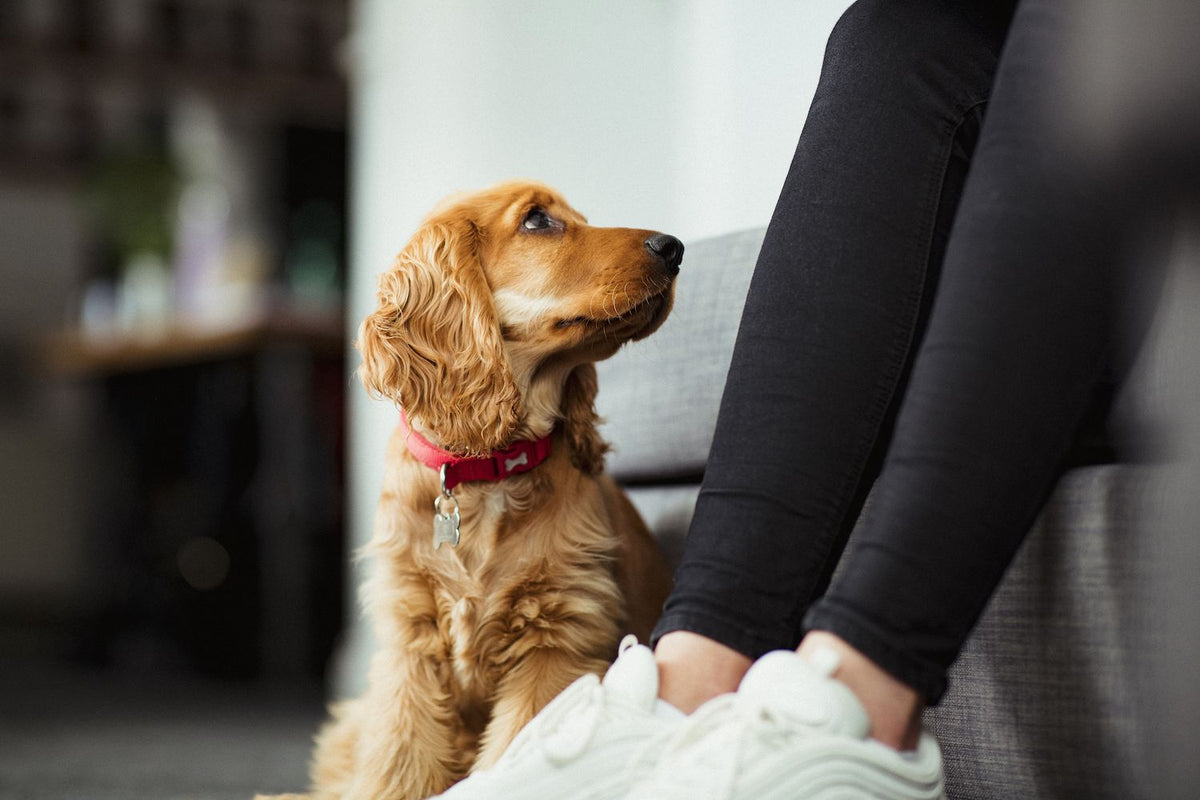 10 Fascinating Reasons Why Your Dog Keeps Staring at You - Nextrition Pet